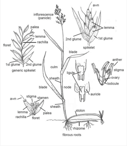 Grass Plants